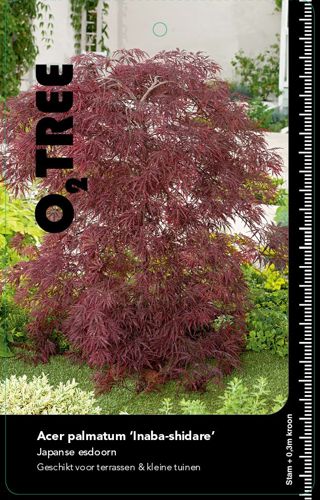 Acer palmatum Inaba-shidare | O₂ Tree