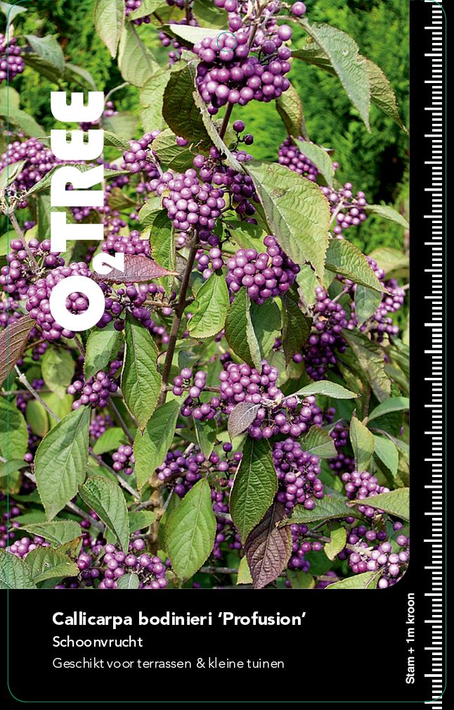 Callicarpa bodinieri Profusion | O₂ Tree