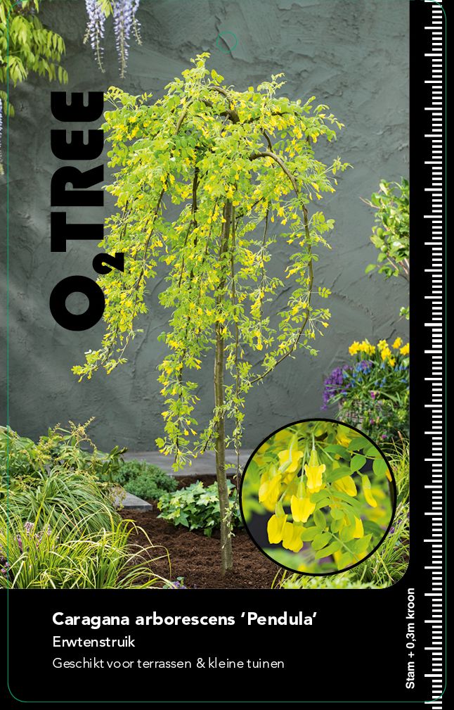 Caragana arborescens Pendula | O₂ Tree