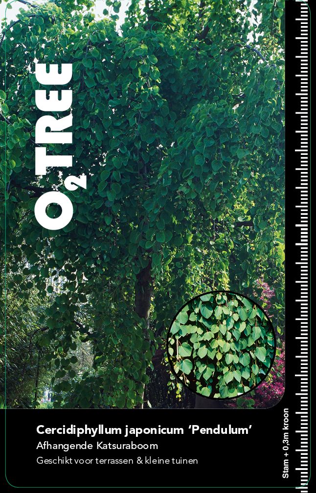 Cercidiphyllum japonicum Pendulum | O₂ Tree
