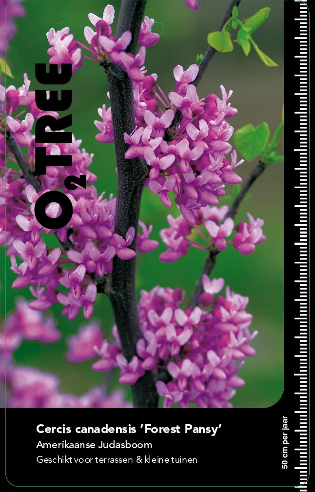 Cercis canadensis Forest Pansy | O₂ Tree