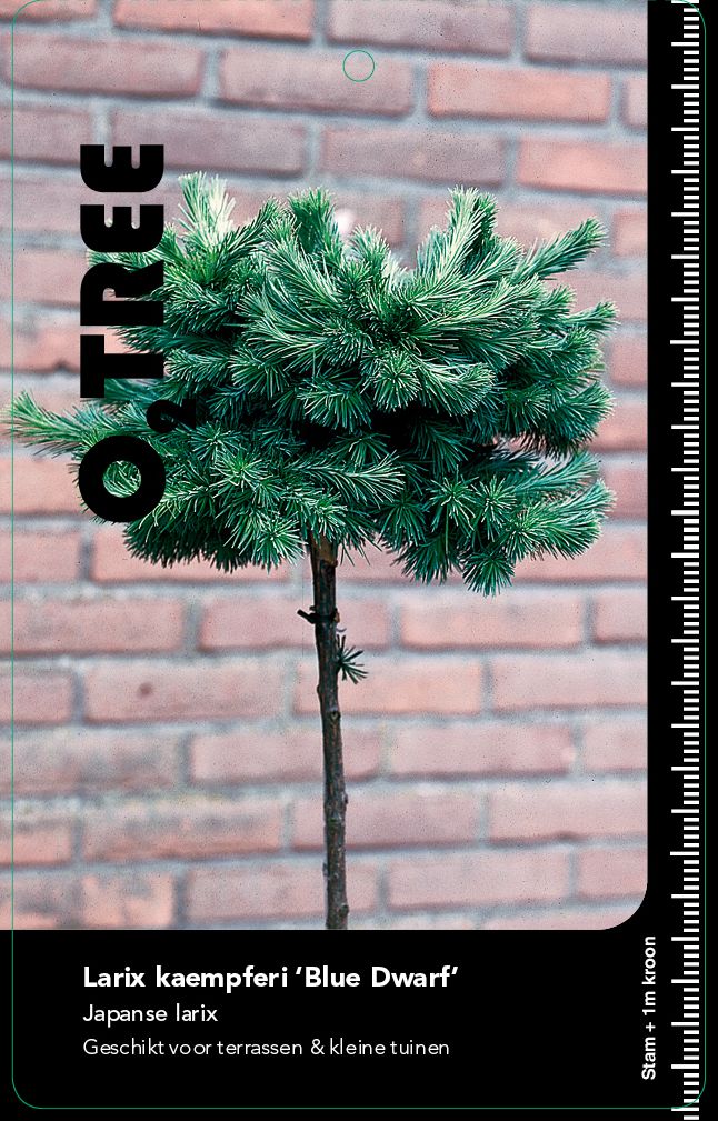 Larix kaempferi Blue Dwarf | O₂ Tree