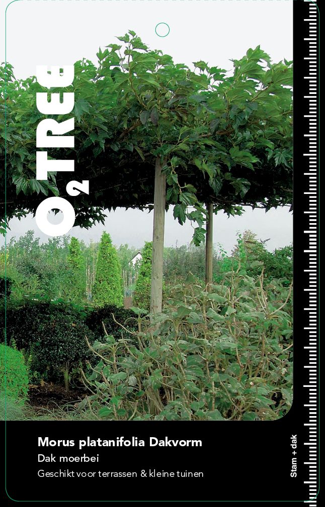 Morus platanifolia Dakvorm | O₂ Tree