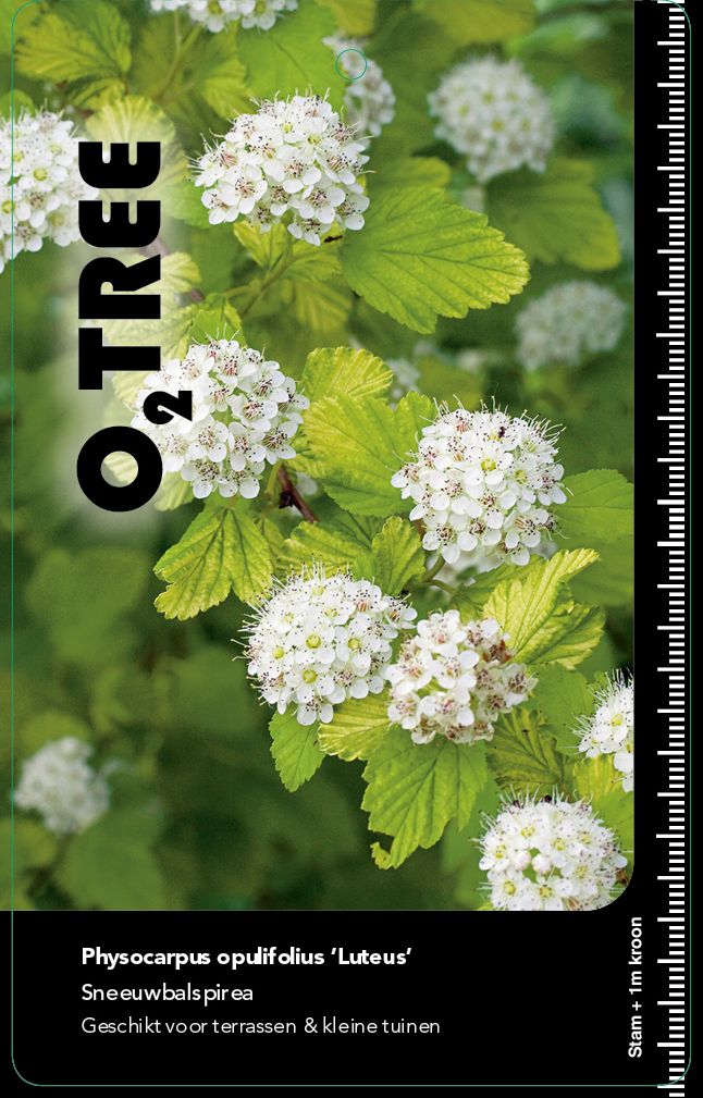 Physocarpus opulifolius Luteus | O₂ Tree