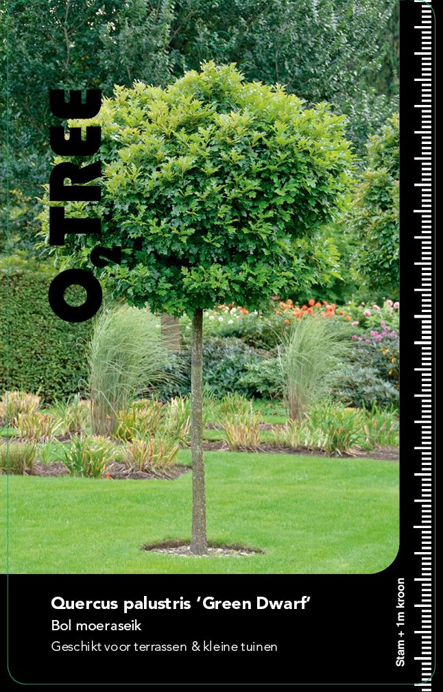 Quercus palustris Green Dwarf | O₂ Tree