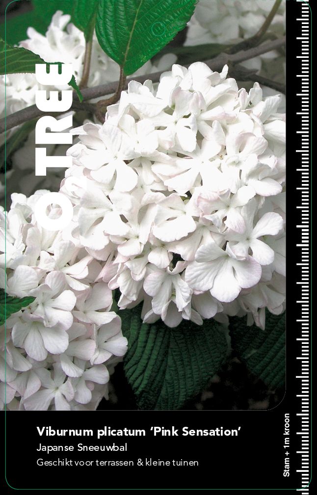 Viburnum plicatum Pink Sensation | O₂ Tree